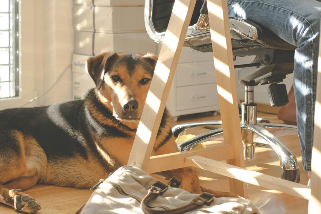 How to Introduce a New Dog and Avoid the Chaos